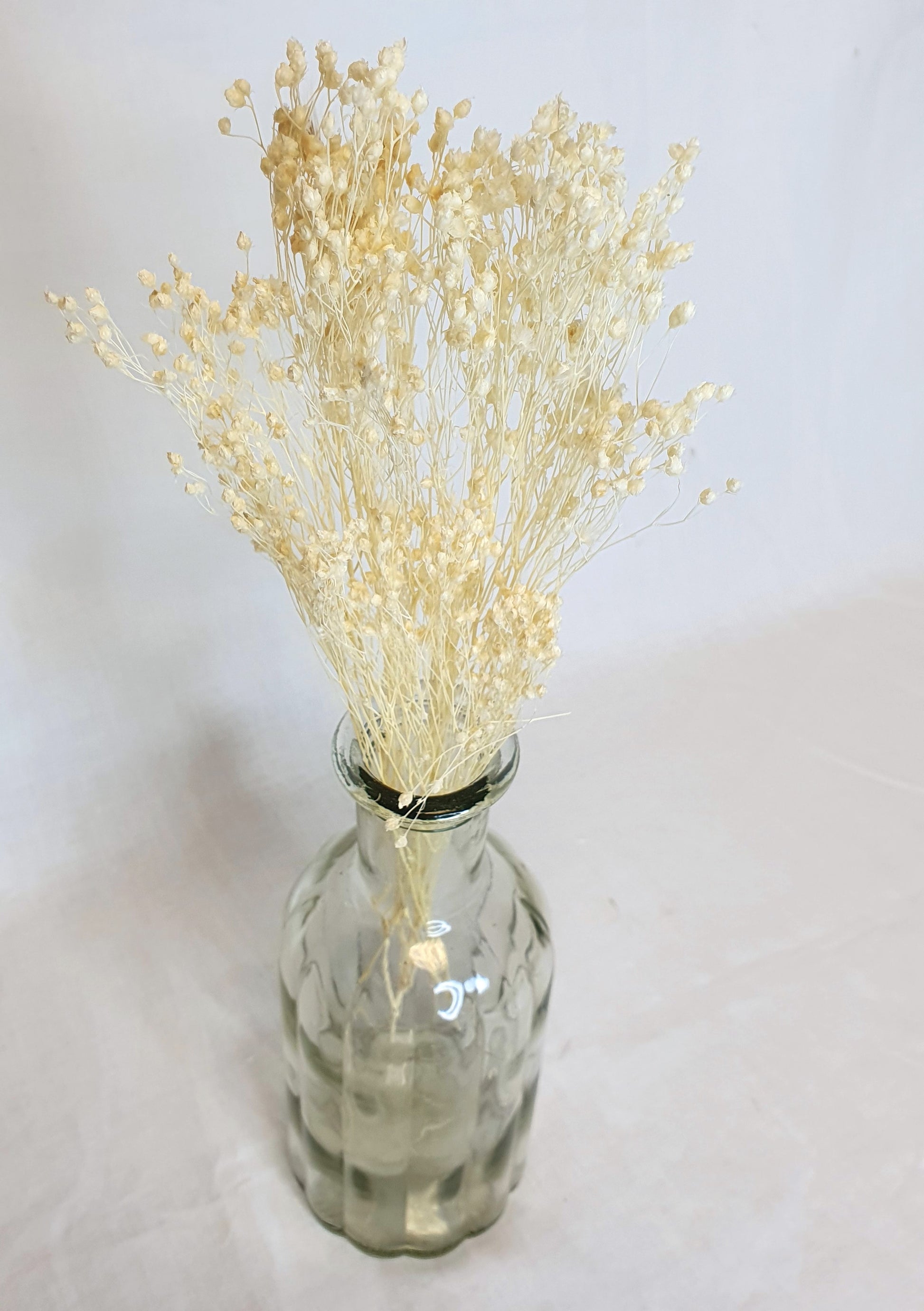 Opal Lily | Pampas Grass Bouquets and Boho Decor | Bleached Broom Bloom